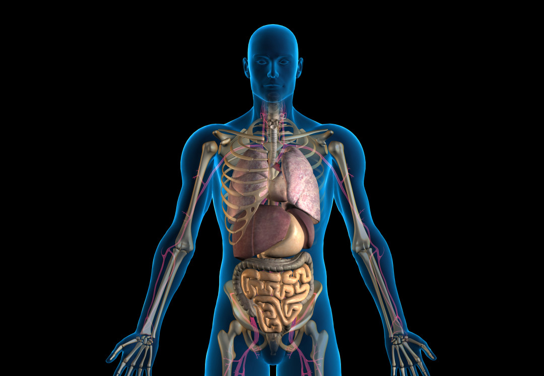 Why are human bodies asymmetrical? | Miscellaneous News | Inshorts