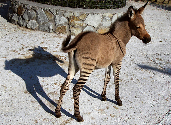 Zebra-donkey hybrid born in China zoo | Hatke News | Inshorts