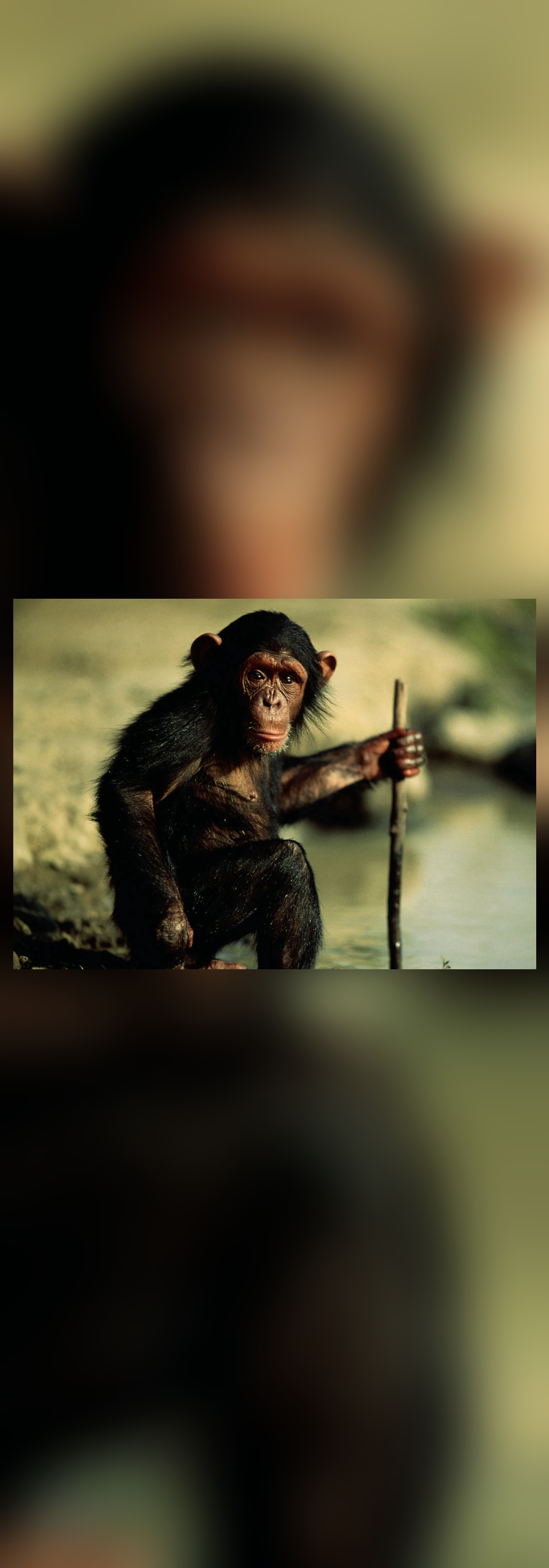 Video shows chimpanzees 'fishing' for algae | Miscellaneous News | Inshorts