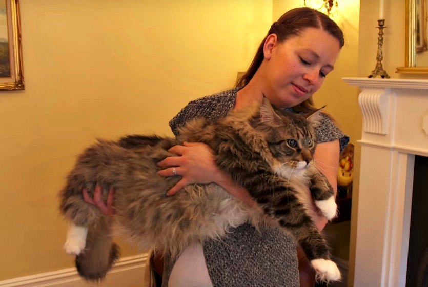 4-foot Ludo named longest cat by Guinness | Hatke News | Inshorts