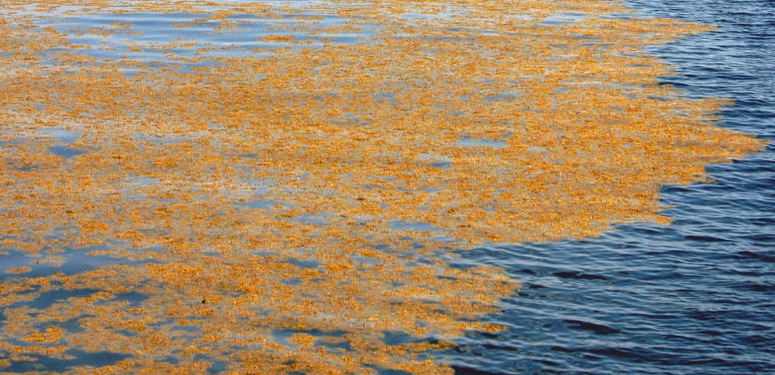 Sargasso Sea is the only sea without a land boundary