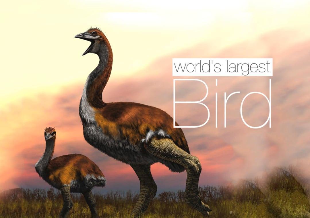 10-ft-tall bird extinct 1,000 yrs ago declared world's largest