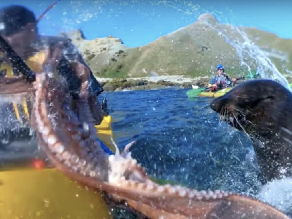 Video shows seal slapping kayaker in face with an octopus | Hatke News ...