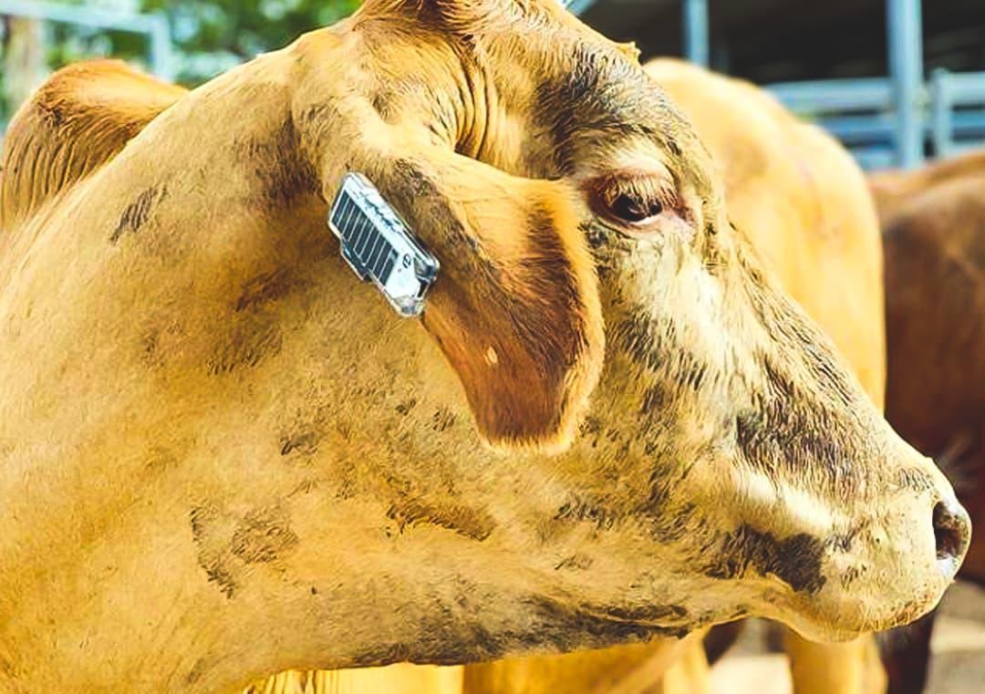 Australian startup developing smart ear tags to track cows | Startup ...