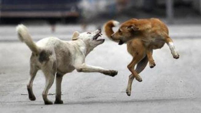 Street dog bites 26 people in a day in Uttar Pradesh | National News ...