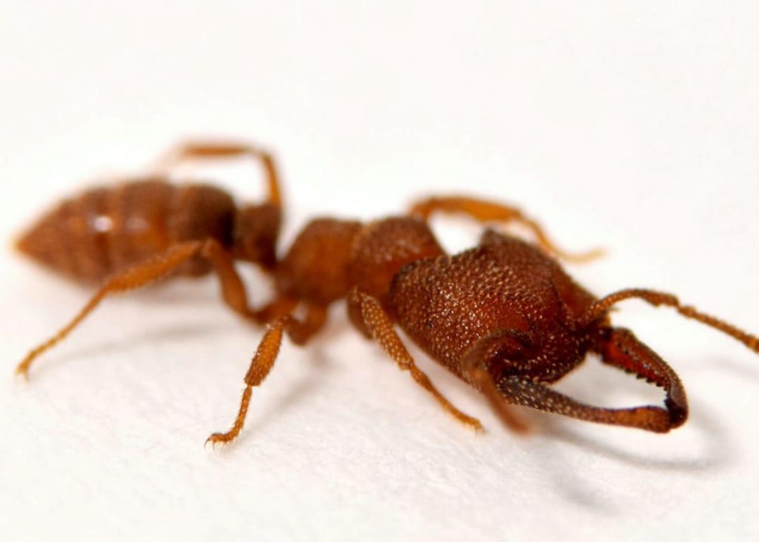 Dracula ant moves jaws at 322 kmph, records fastest animal movement ...