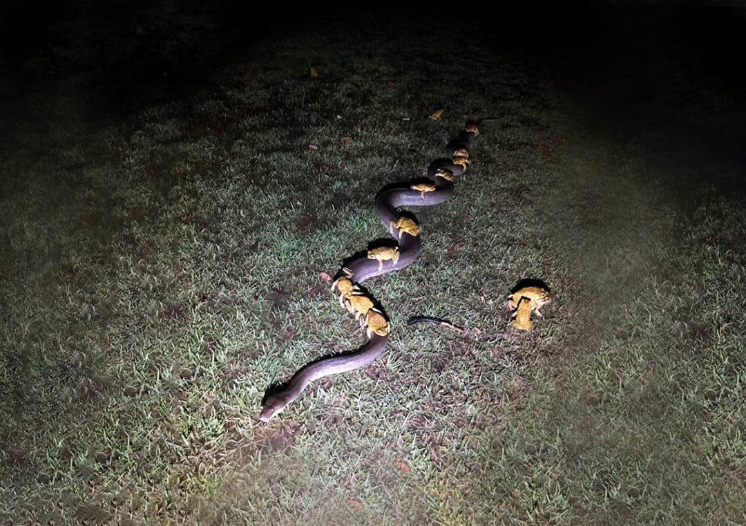 Frogs ride on the back of a python to escape storm in Australia | World ...