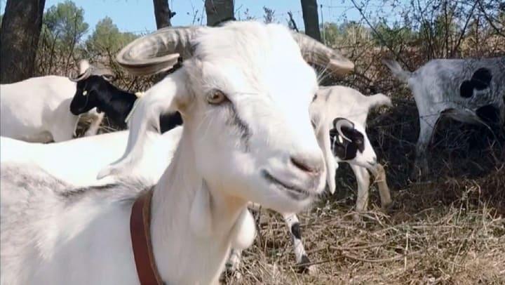 Goat eats Serbian family's ₹16 lakh; family feeds goat to reporters ...