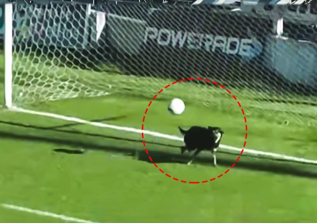 Dog invades pitch, saves goal in football match in Argentina | Sports ...