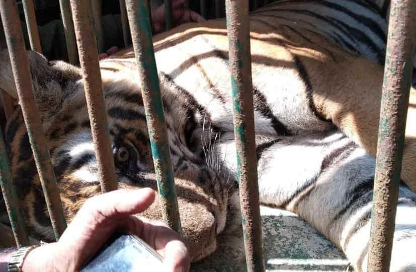 Tiger that mauled 3 people to death captured in Karnataka | National ...