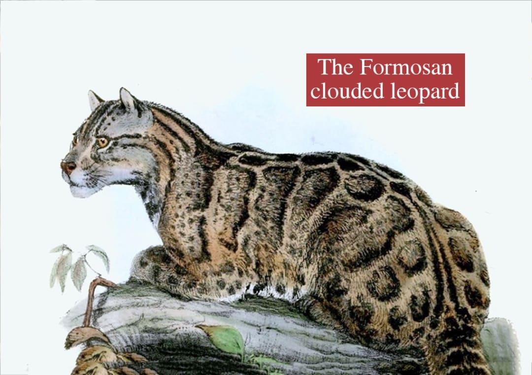 formosan clouded leopard extinct