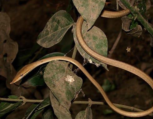 New species of vine snake found in India after 113 years | Science News ...