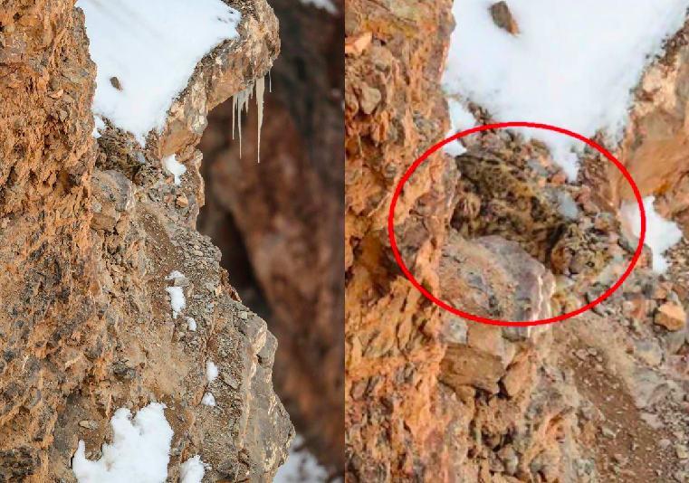 Photo of snow leopard's 'camouflage' in Himachal goes viral | Hatke ...