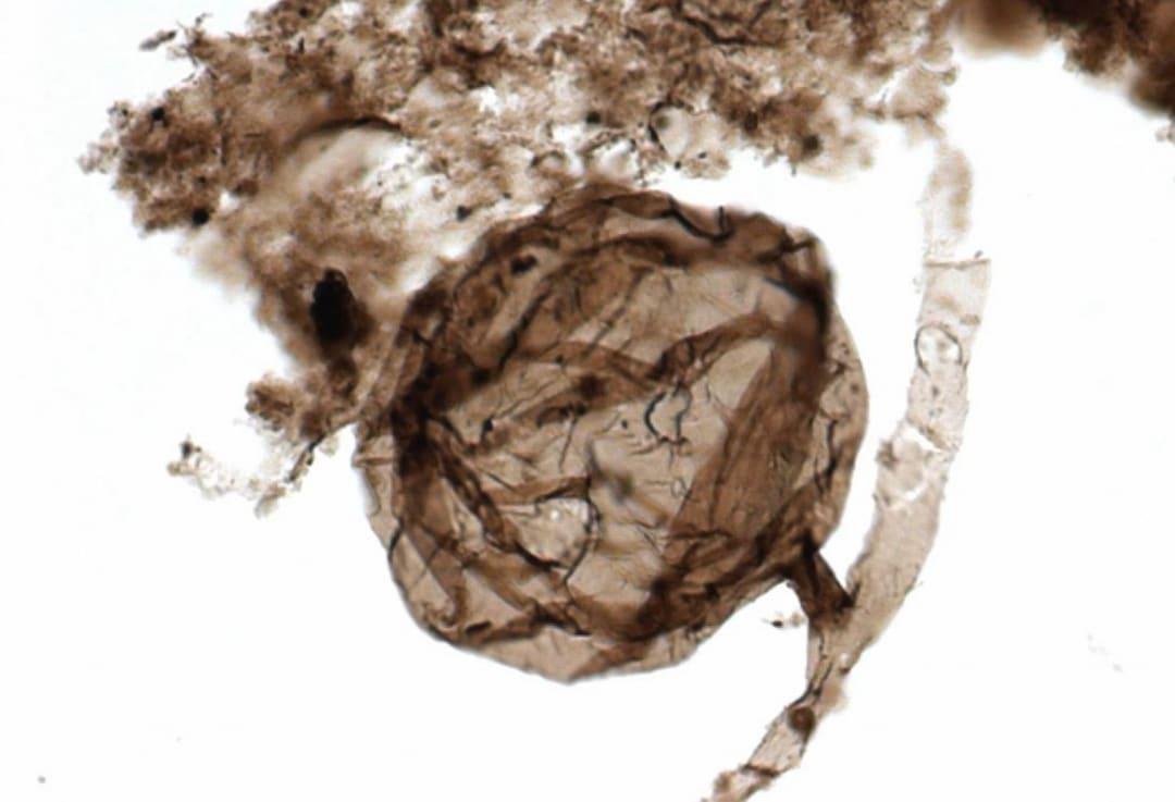 Oldest fungi fossil aged 1bn yrs found, 600mn yrs older than last ...