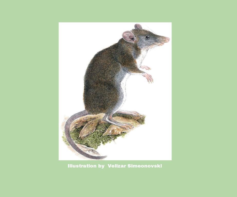 Two new shrew-rat species found on island in Philippines | Science News ...
